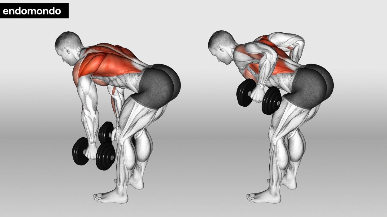 10 Dumbbell Back Exercises To Build Your Back Muscle In 2024