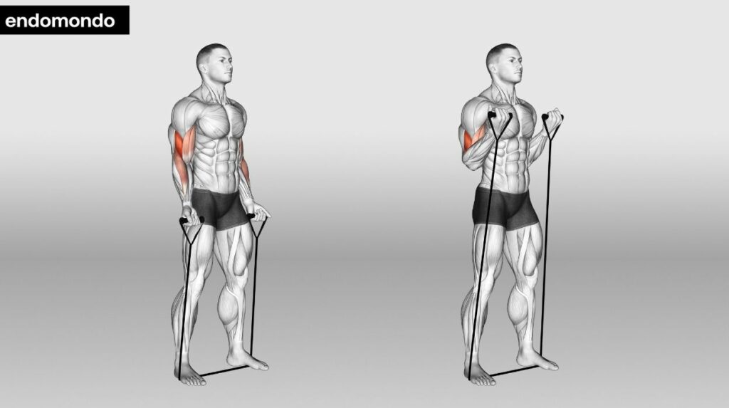 4 Resistance Band Bicep Workouts Detailed Steps For 2025